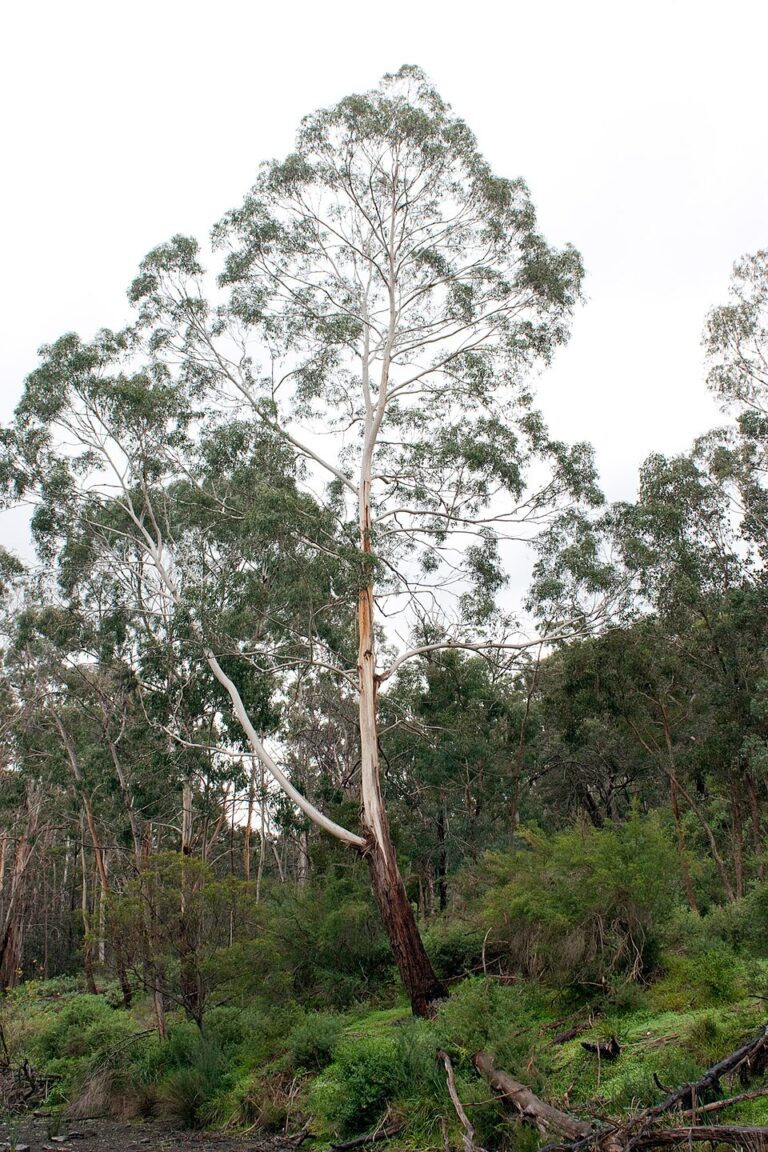 Mount Alexander Regional Park – OCCV