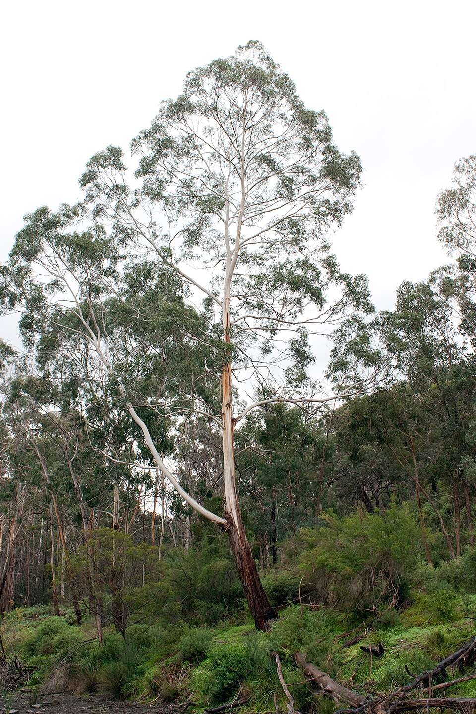 Mount Alexander Regional Park – OCCV